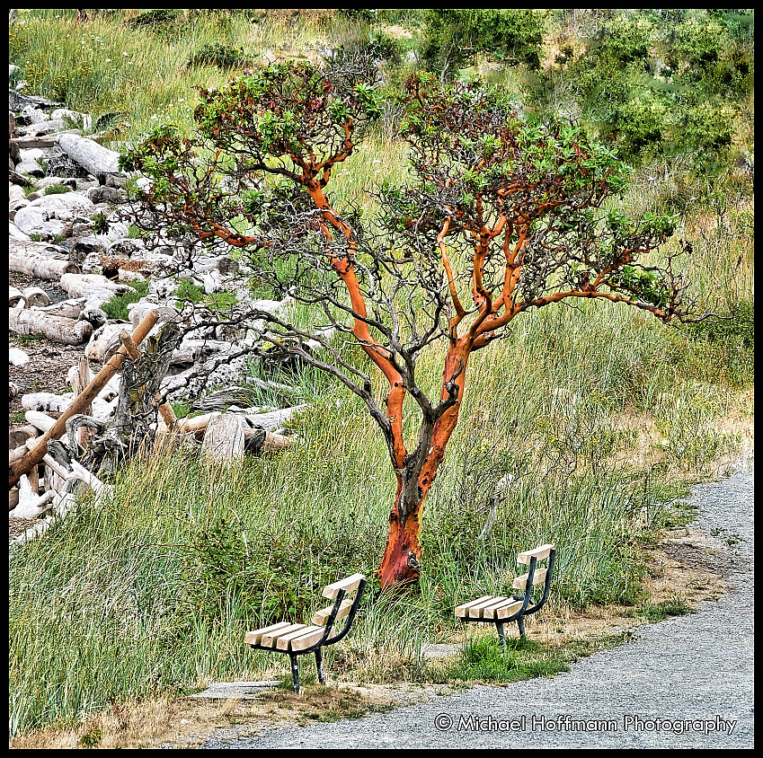 Arbutus Tree – Michael Hoffmann Photography